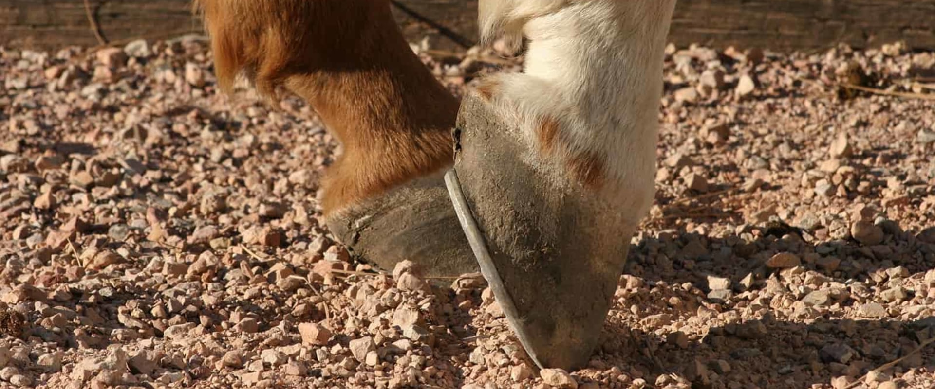 What is the Ideal Hoof Shape for an Oklahoma Show Steer?