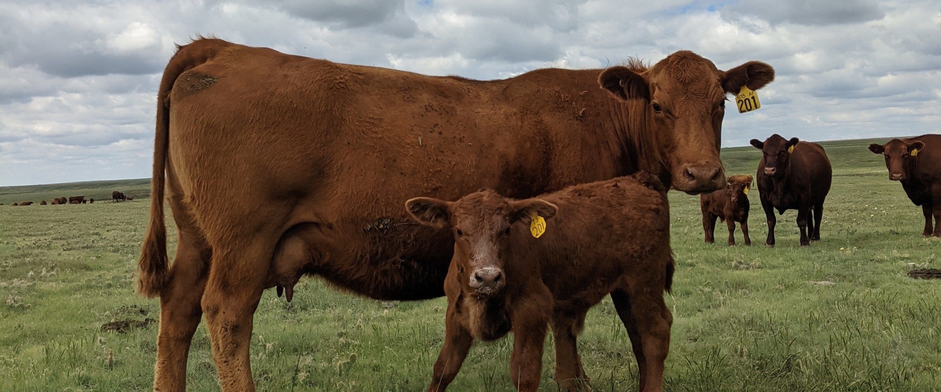What Age Should You Show Your Steer At?