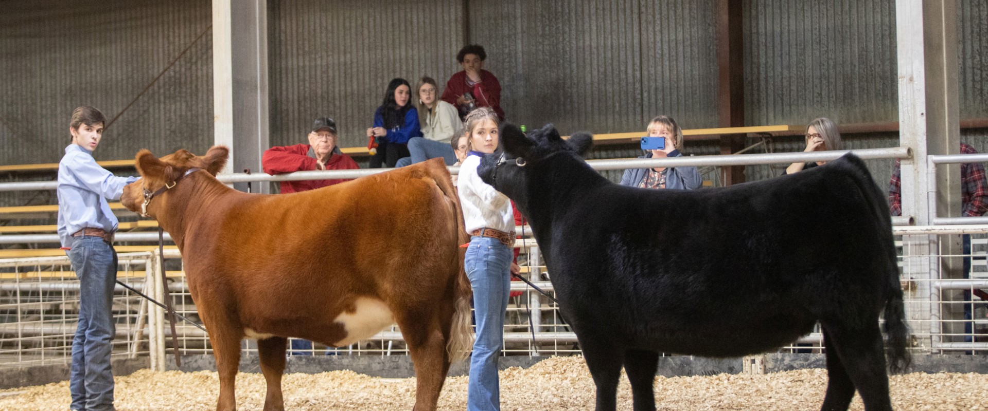 The Benefits of Showing an Oklahoma Show Steer